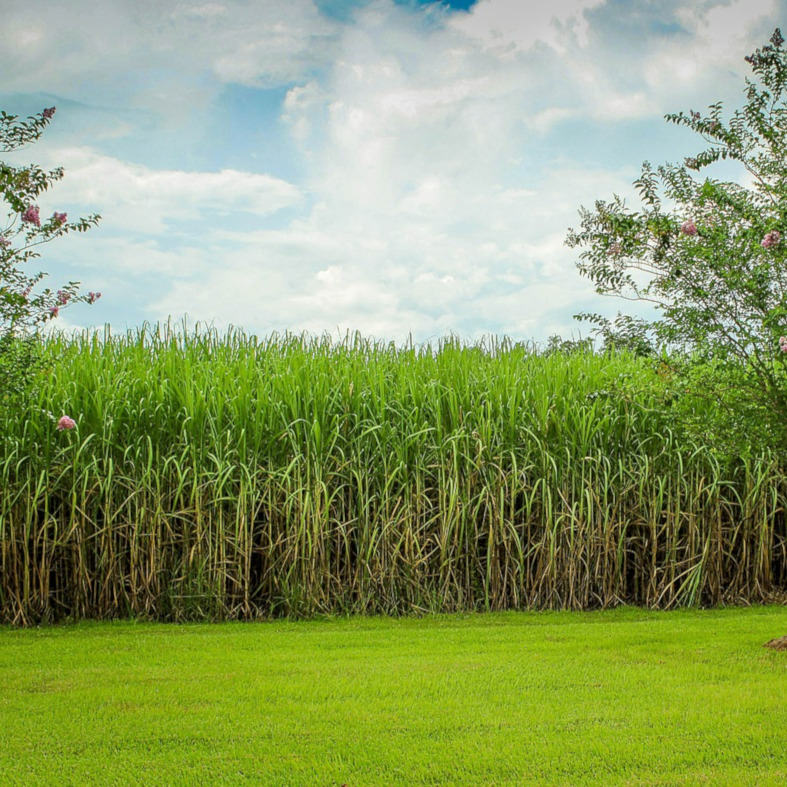 Sugar factory - Welded Plates Heat Exchanger Weplex